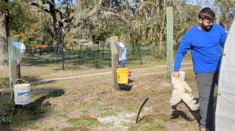 How to Quickly Dispatch a Chicken - Reformed Acres