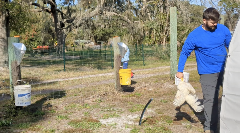 How to Quickly Dispatch a Chicken - Reformed Acres