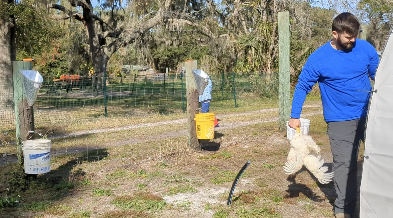 How to Quickly Dispatch a Chicken - Reformed Acres