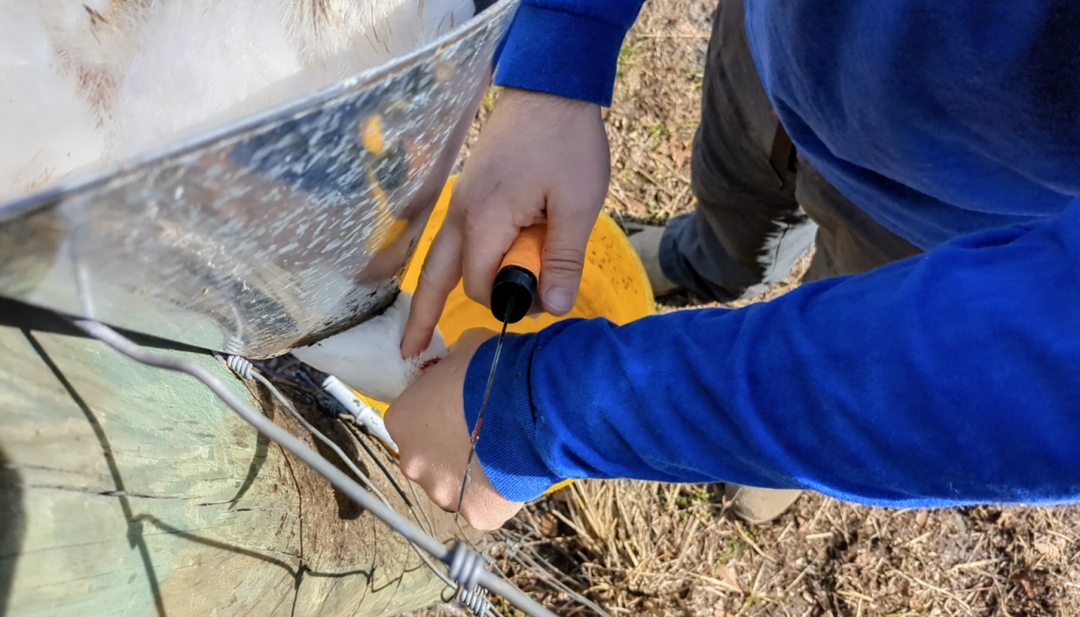 How to Quickly Dispatch a Chicken - Reformed Acres