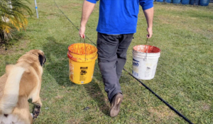 How to Quickly Dispatch a Chicken - Reformed Acres