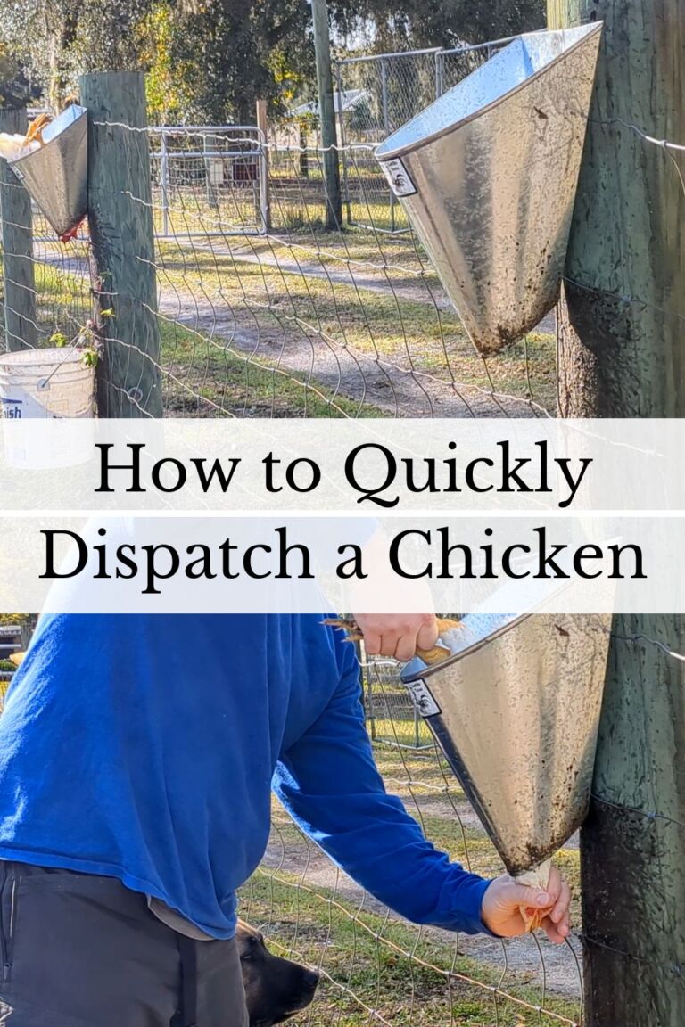 How to Quickly Dispatch a Chicken - Reformed Acres