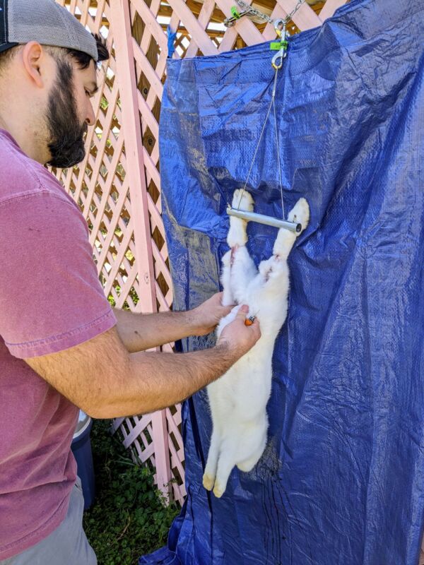 Meat Rabbit Processing Set Up, Equipment, and Tools - Reformed Acres