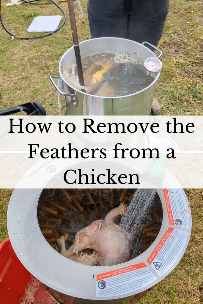 How to Remove the Feathers From a Chicken (Using a Scalder and Plucker ...