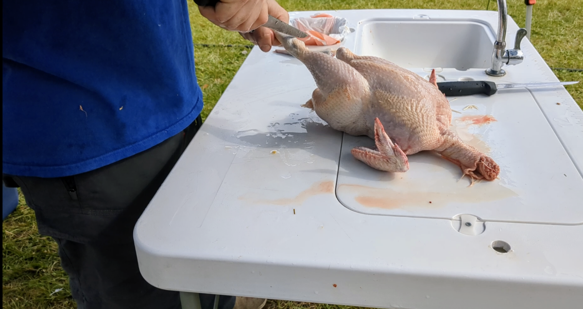 How to Butcher and Gut a Chicken - Reformed Acres