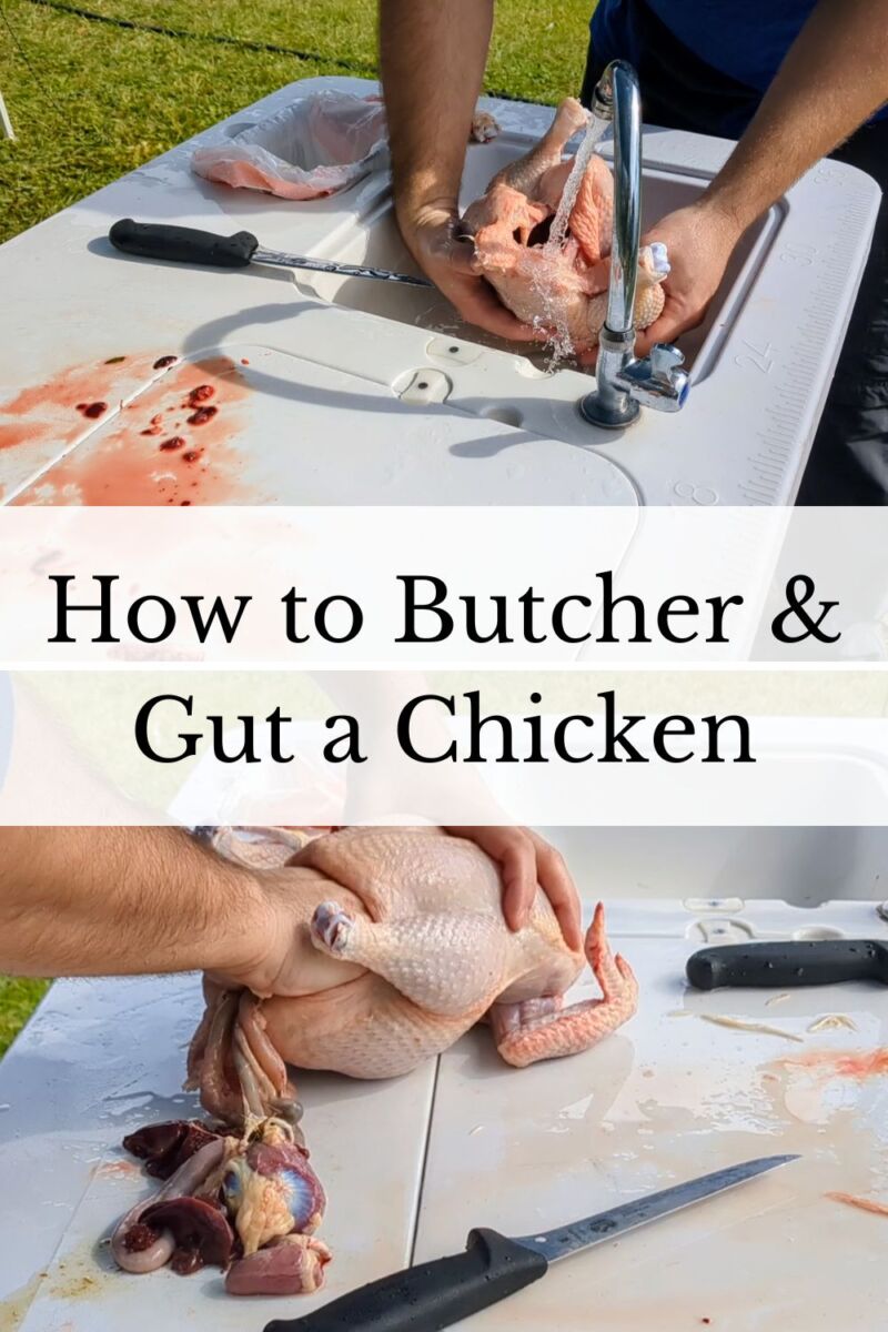 How to Butcher and Gut a Chicken - Reformed Acres