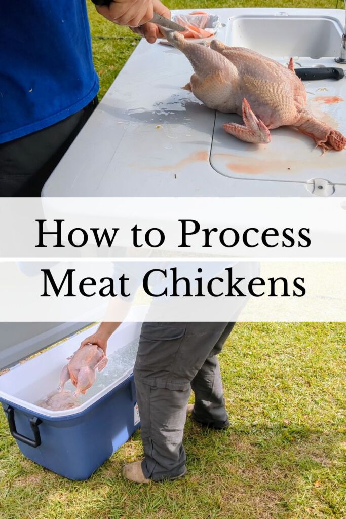 How to Butcher and Gut a Chicken - Reformed Acres