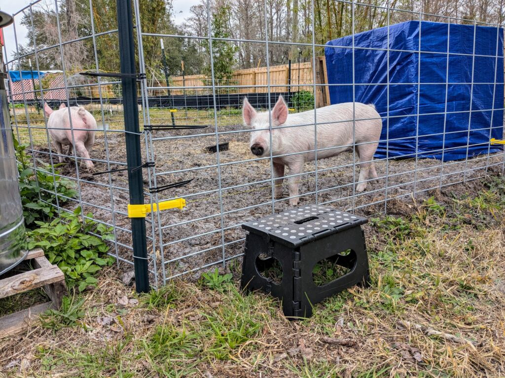 Easy Pig Set Up for the Small Homestead - Reformed Acres