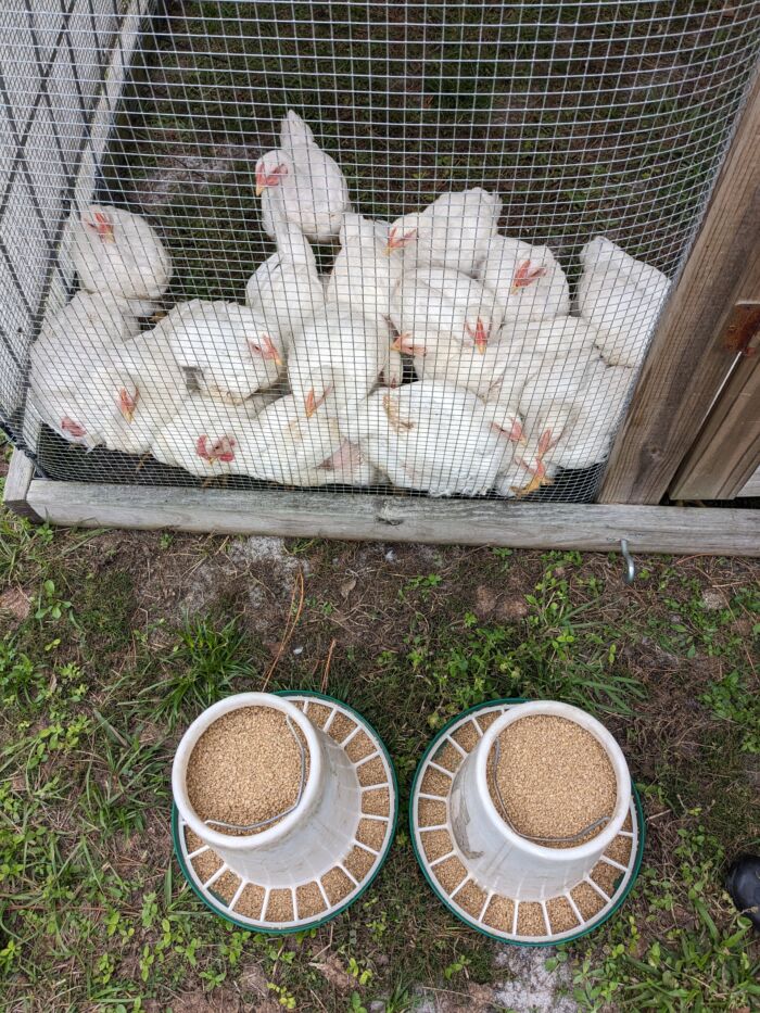 Raising Meat Chickens vs. Meat Rabbits - Reformed Acres