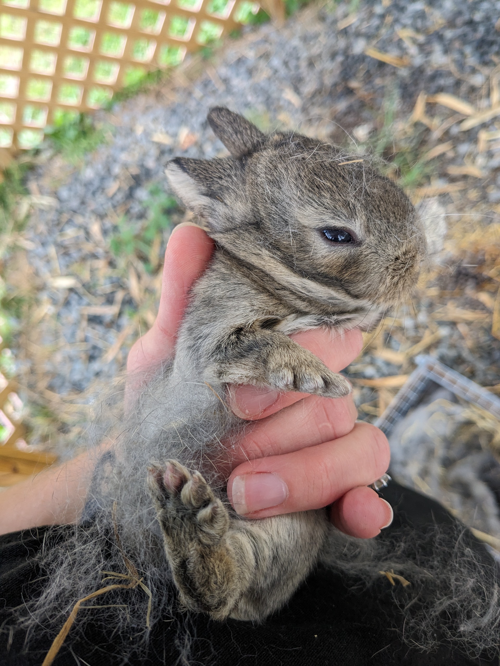 Raising Meat Chickens vs. Meat Rabbits - Reformed Acres