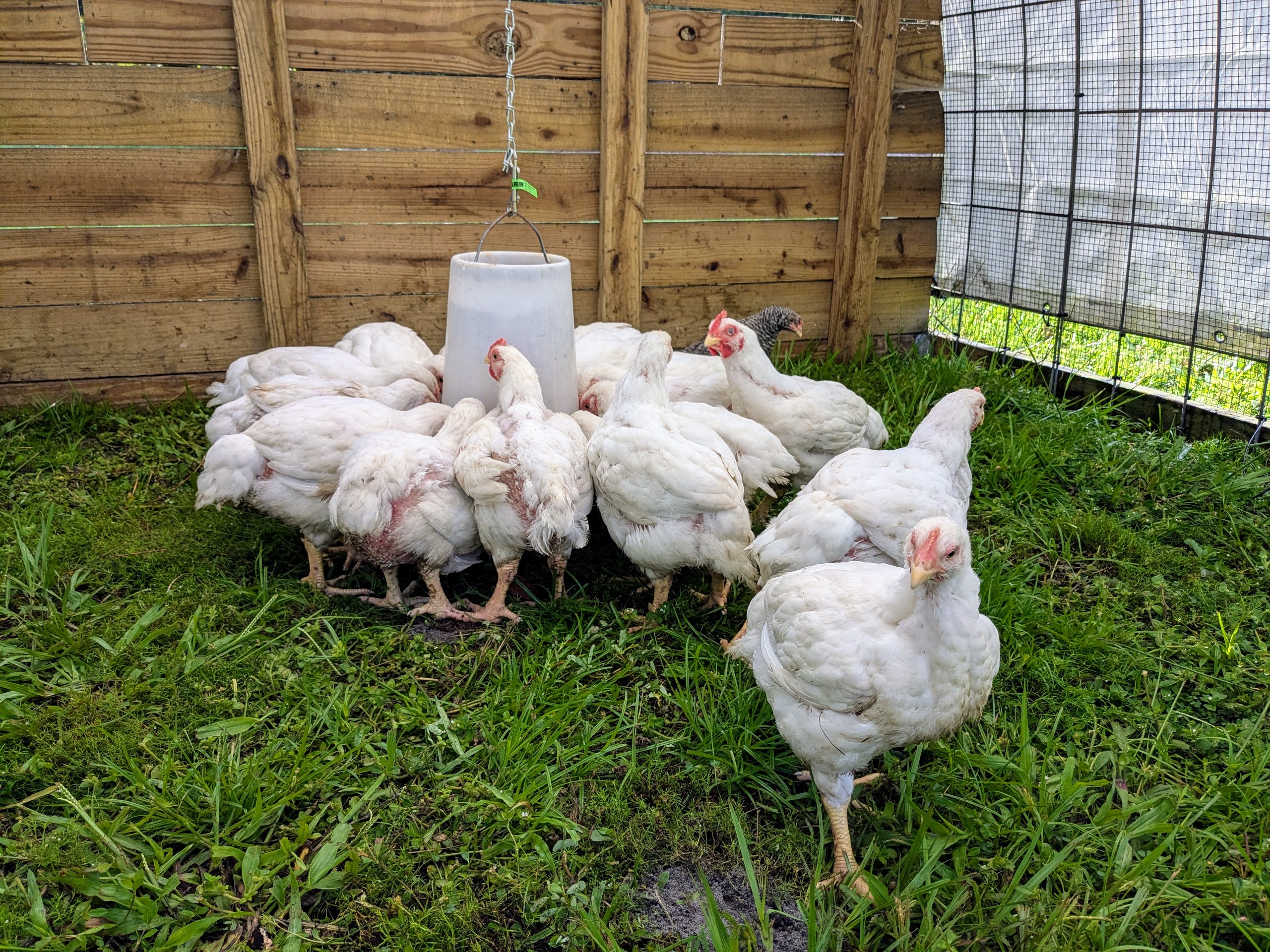 Raising Meat Chickens vs. Meat Rabbits - Reformed Acres