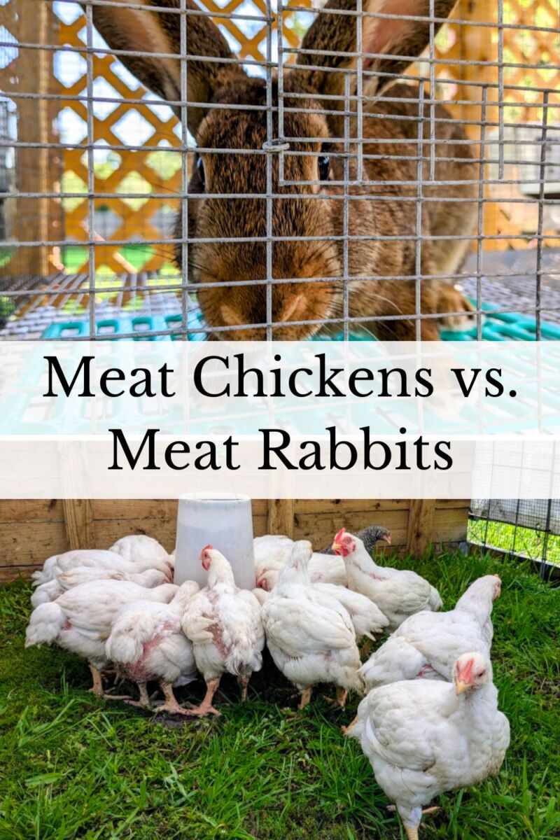 Raising Meat Chickens vs. Meat Rabbits - Reformed Acres