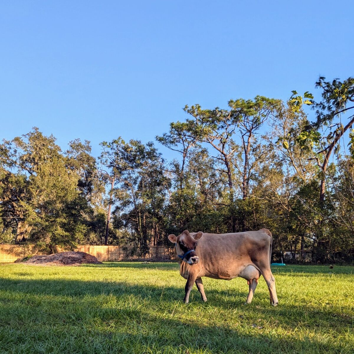 Things to Know Before Getting a Dairy Cow - Reformed Acres