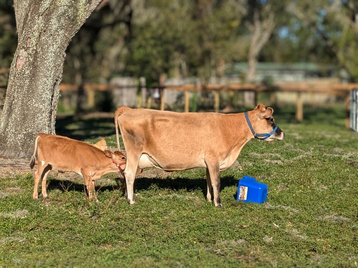 Things to Know Before Getting a Dairy Cow - Reformed Acres