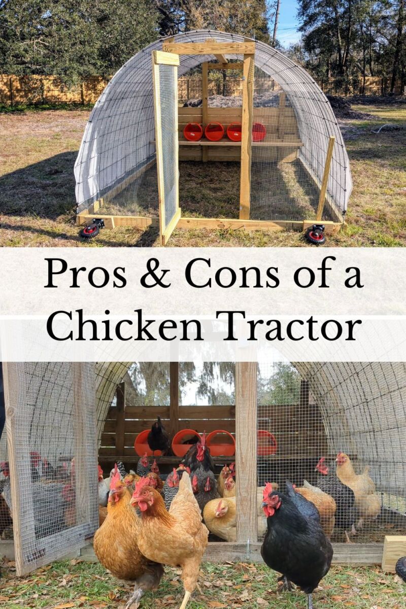 Should You Use a Chicken Tractor (Movable Chicken Coop)? - Reformed Acres